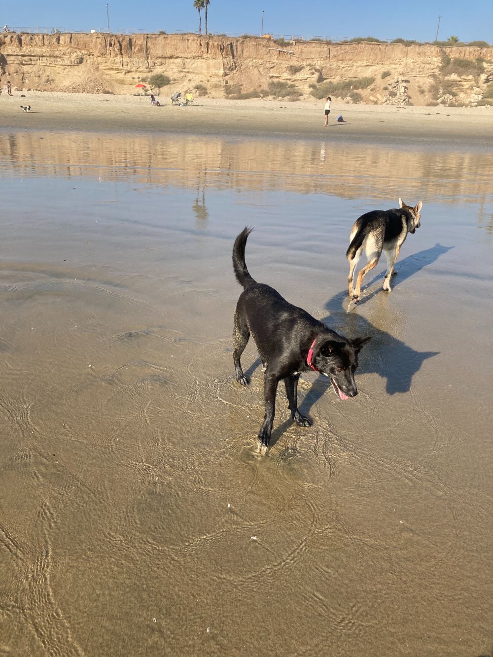 Huntington Beach Dog Beach