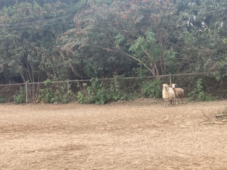 Sheepherding in Long Beach